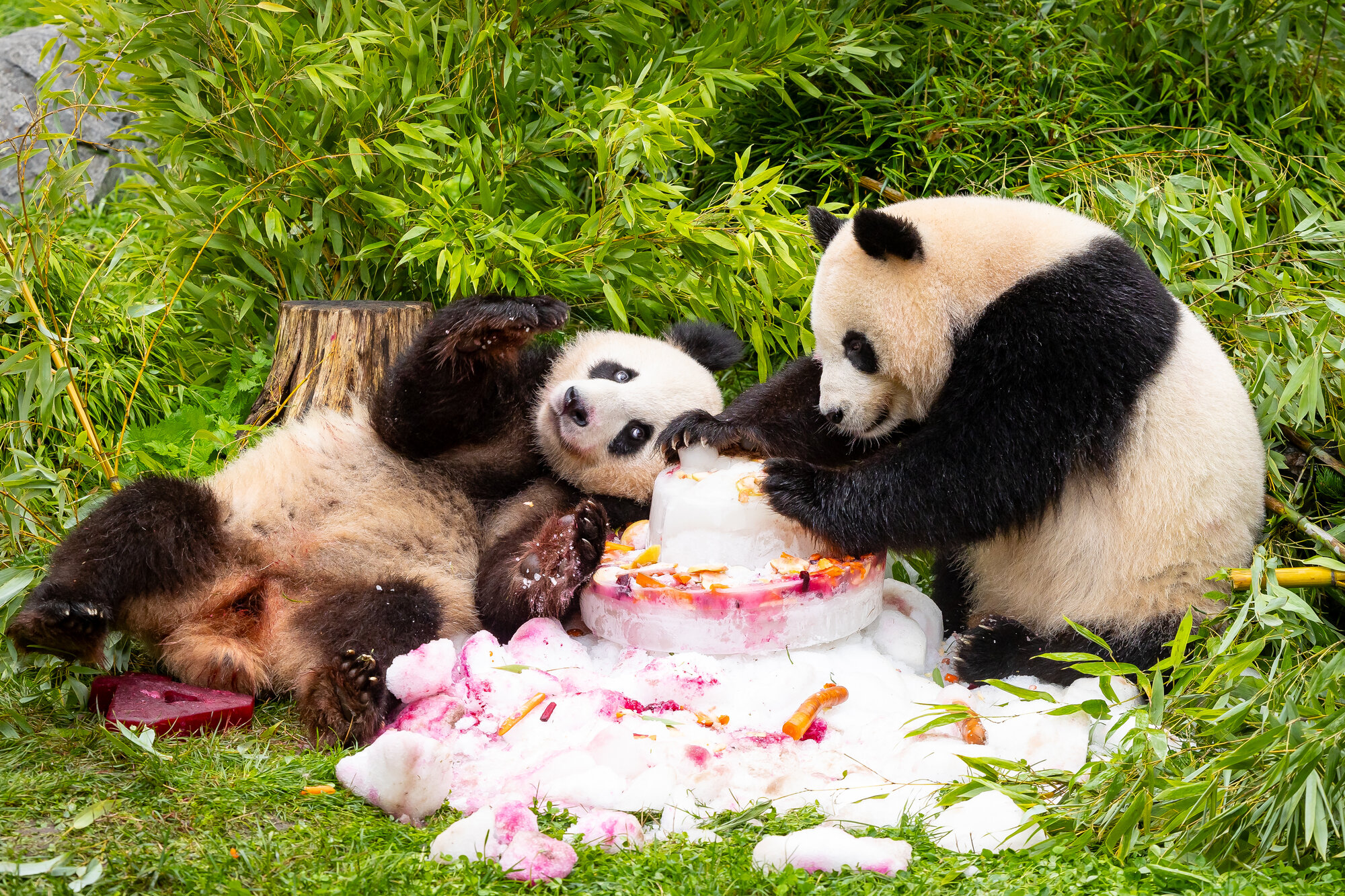 4 GEWINNT: Pit und Paule feiern Geburtstag – Zoo Berlin