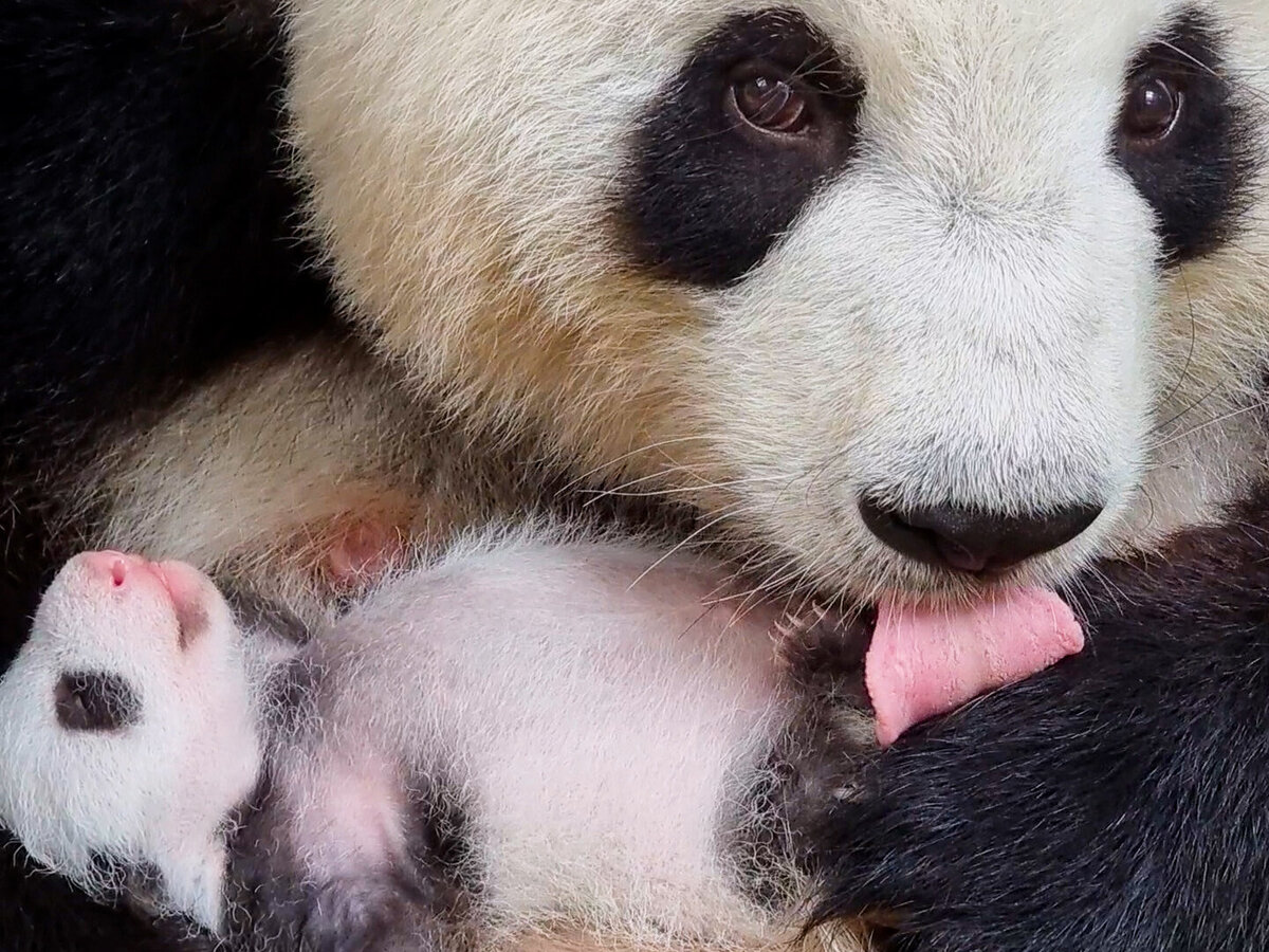 Two pounds of panda-cuteness – Zoo Berlin