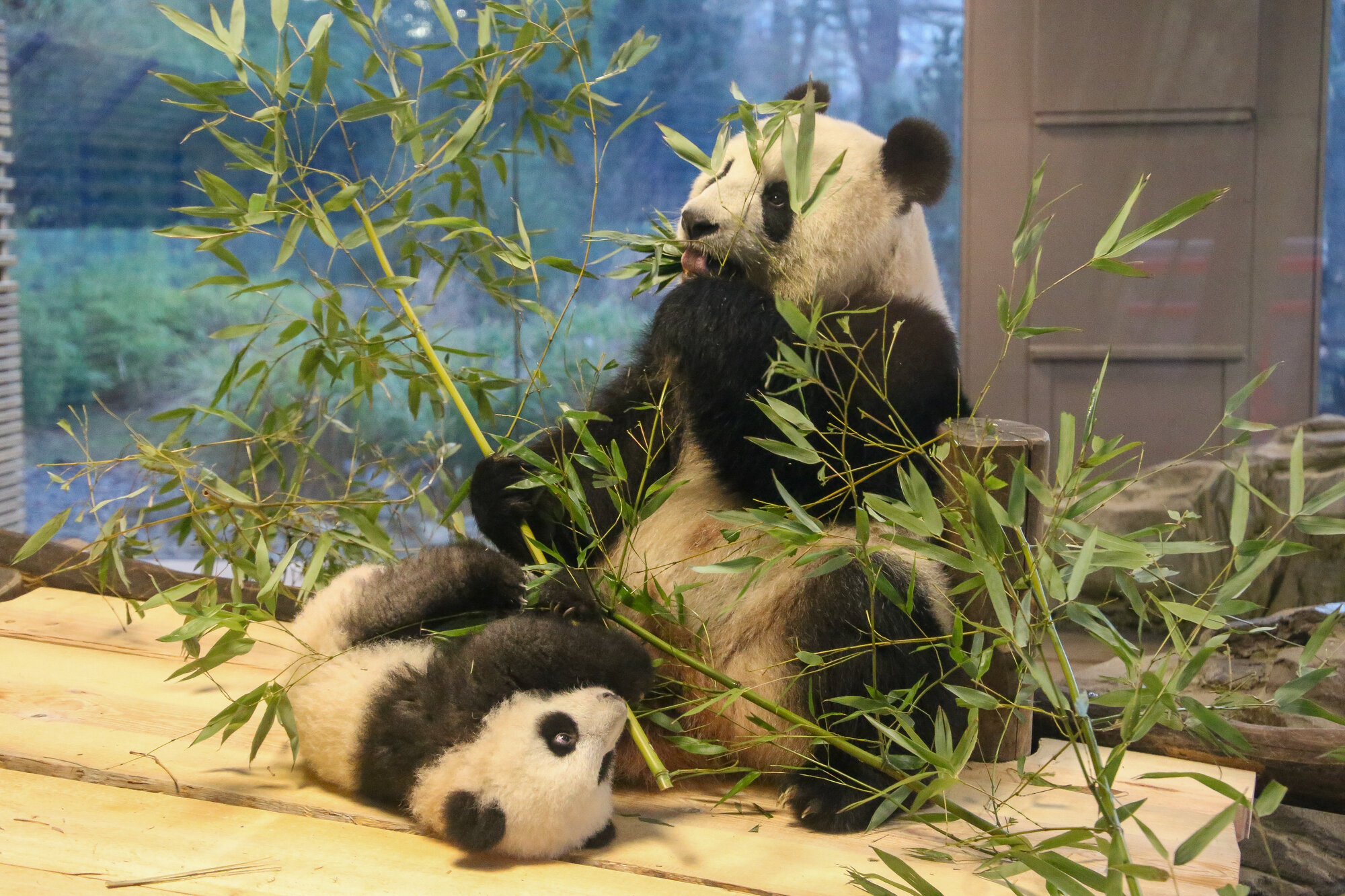Premiere im Panda Garden: Familienspaß im Dreierpack – Zoo Berlin
