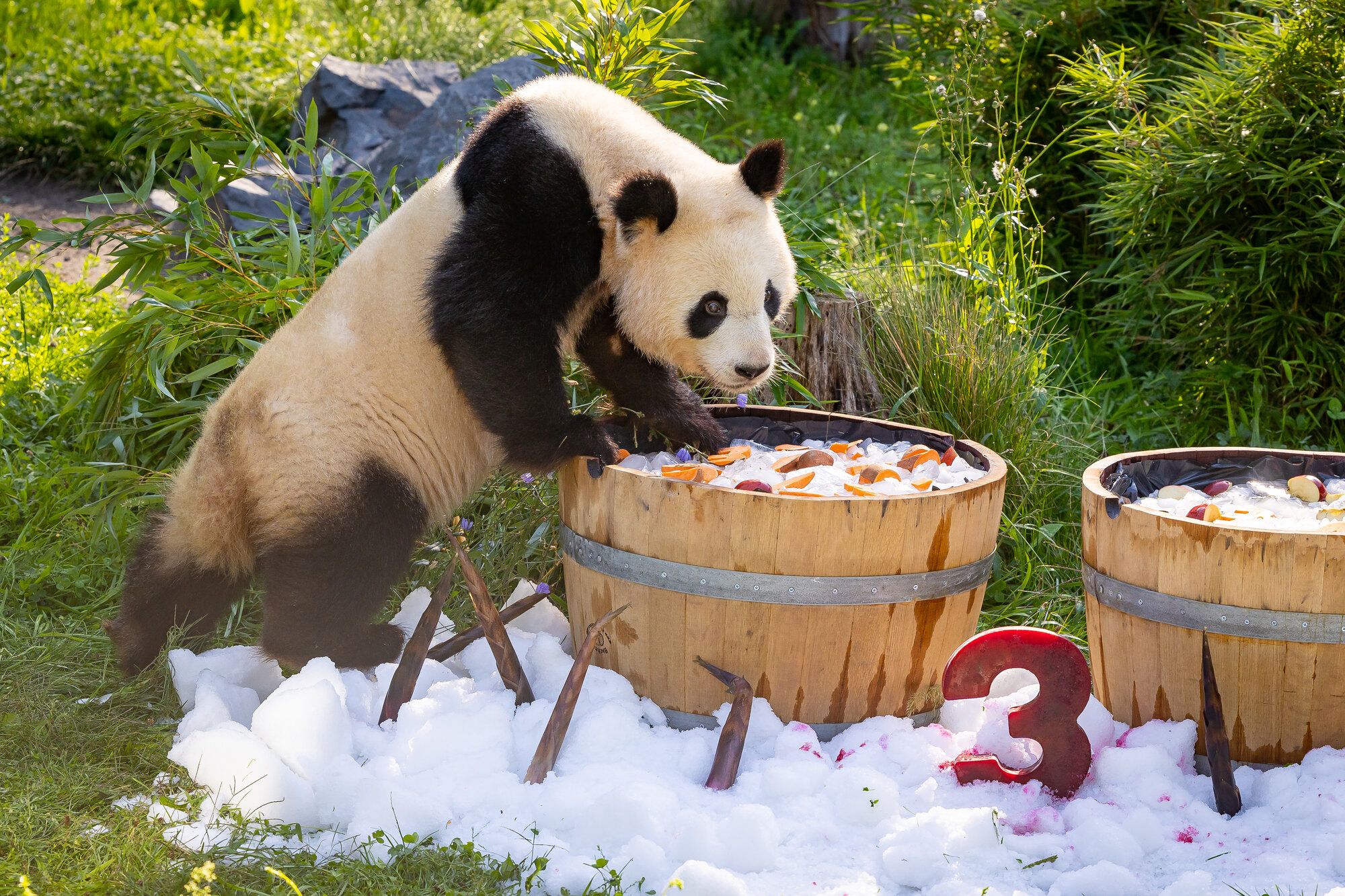 Bärenstarke Teenager – Zoo Berlin
