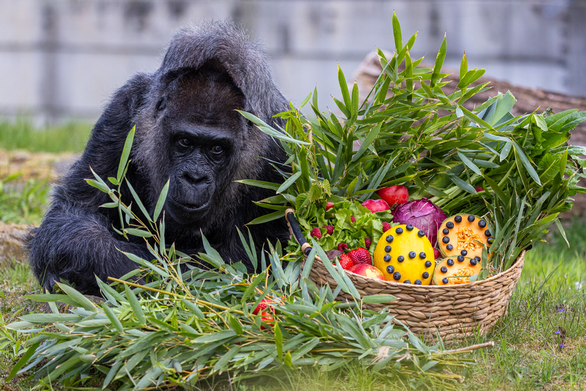 Weltrekord für Fatou! – Zoo Berlin