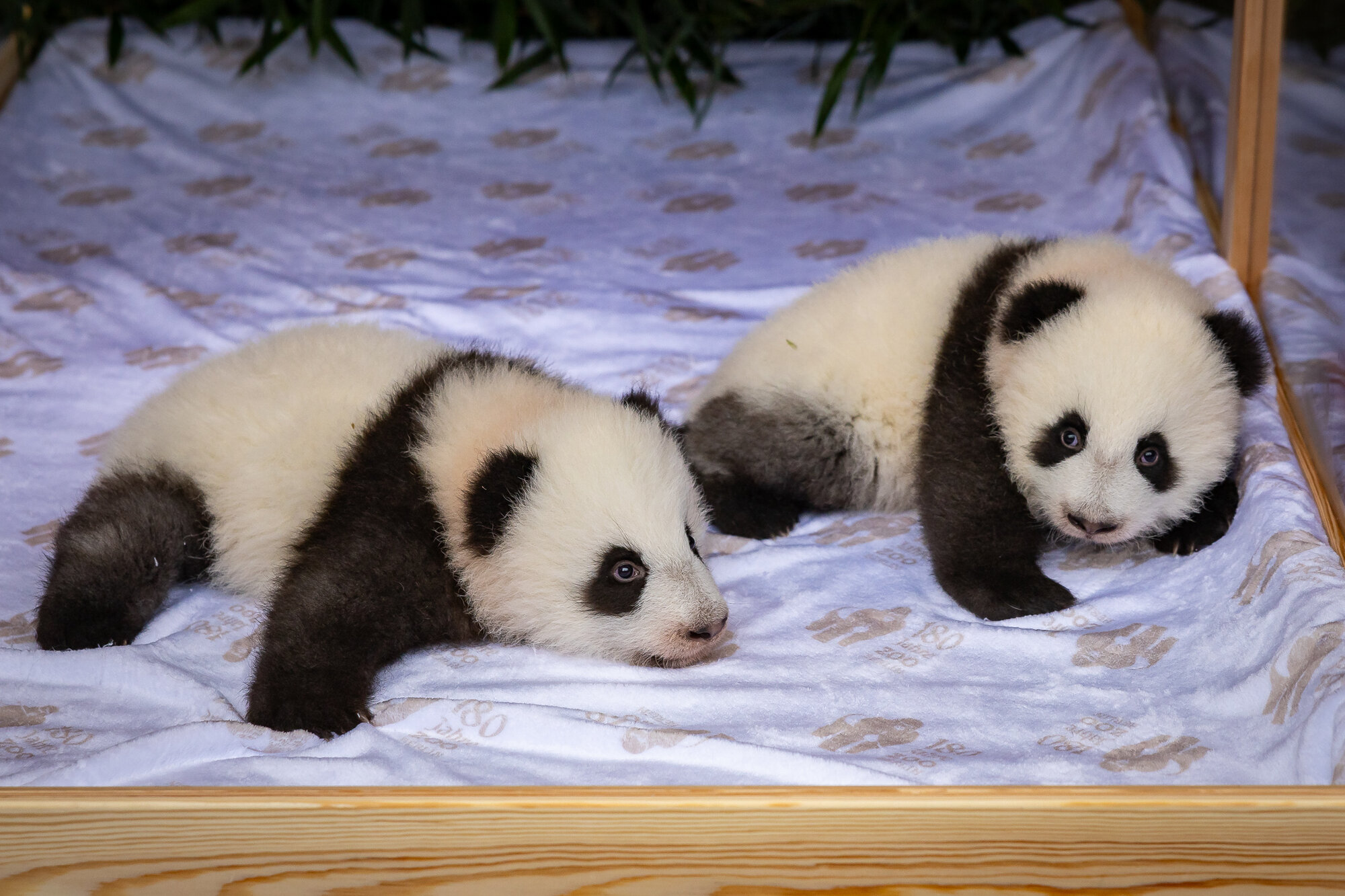 Naming Ceremony of Panda Twins at Zoo Berlin – Zoo Berlin