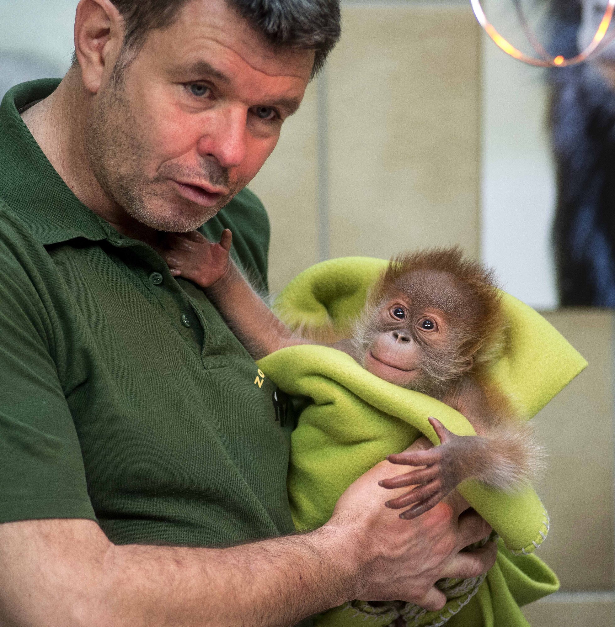 Orang Utan Monkey Zoo Here's When You Can See Philadelphia Zoo's New