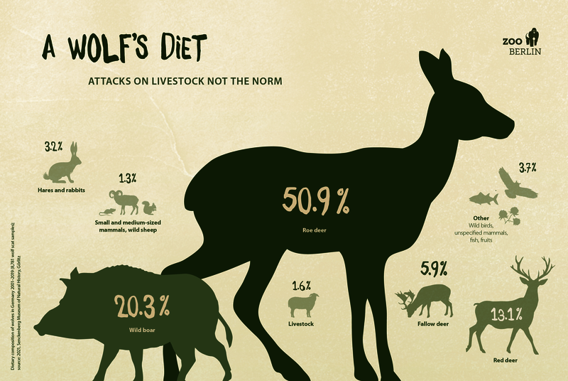 Mythos Wolf – Zoo Berlin