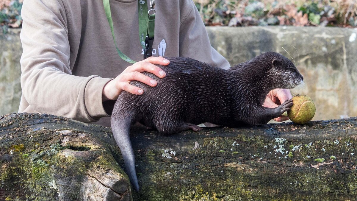 Lots going on with our small-clawed otters – Zoo Berlin