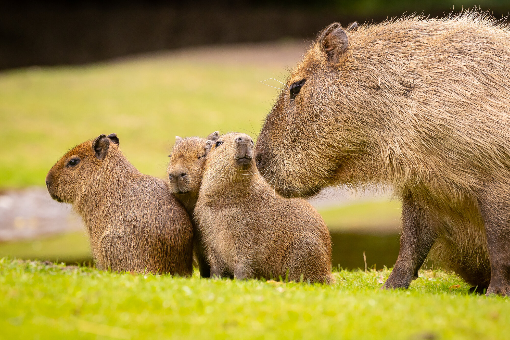 Capybara-Nachwuchs hat endlich einen Namen – Zoo Berlin