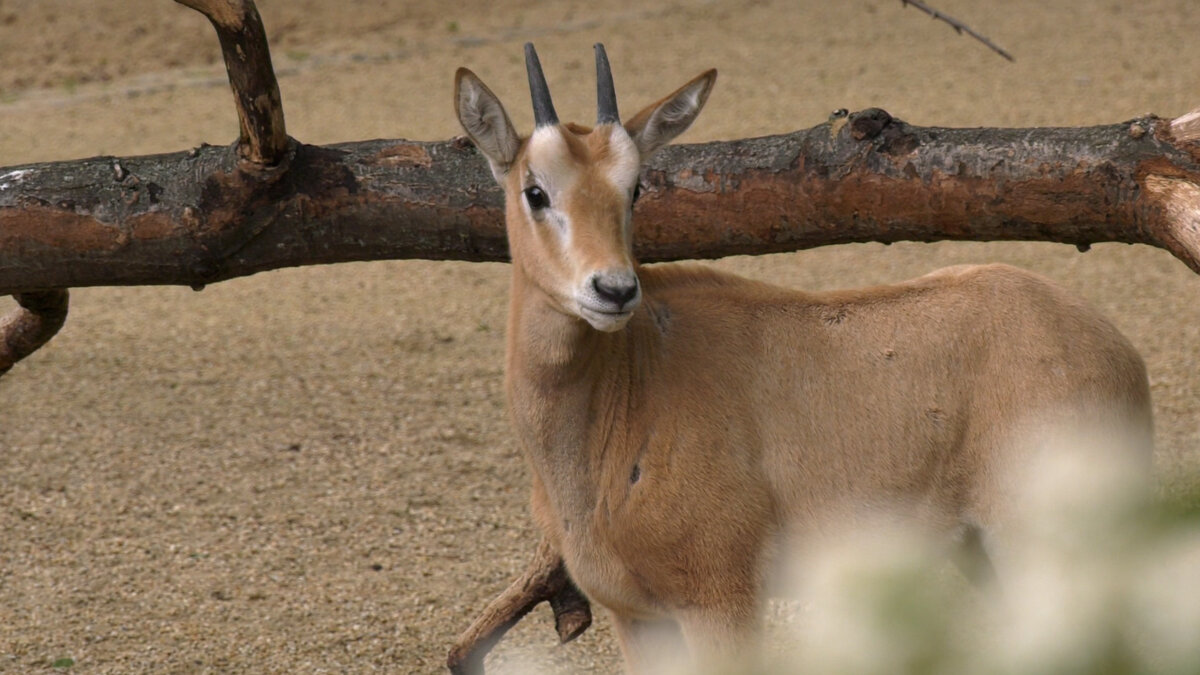 Offspring of the scimitar-horned oryx – Zoo Berlin