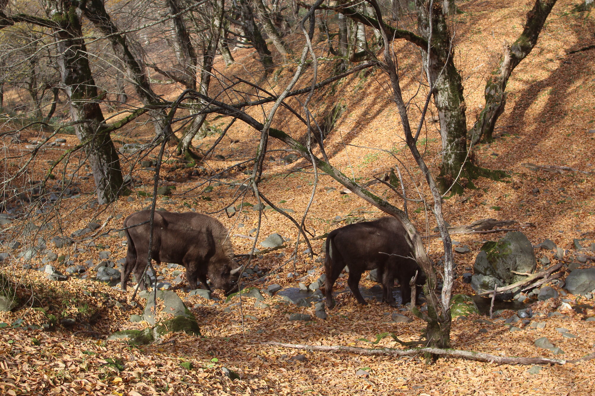 A century of bison rescue – Zoo Berlin