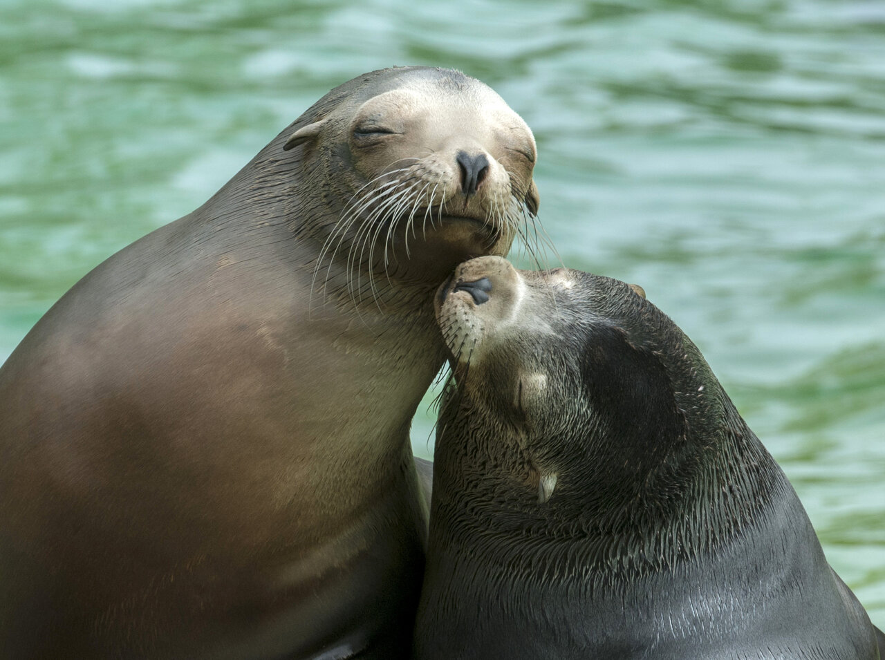 Baby Penguins And Seals
