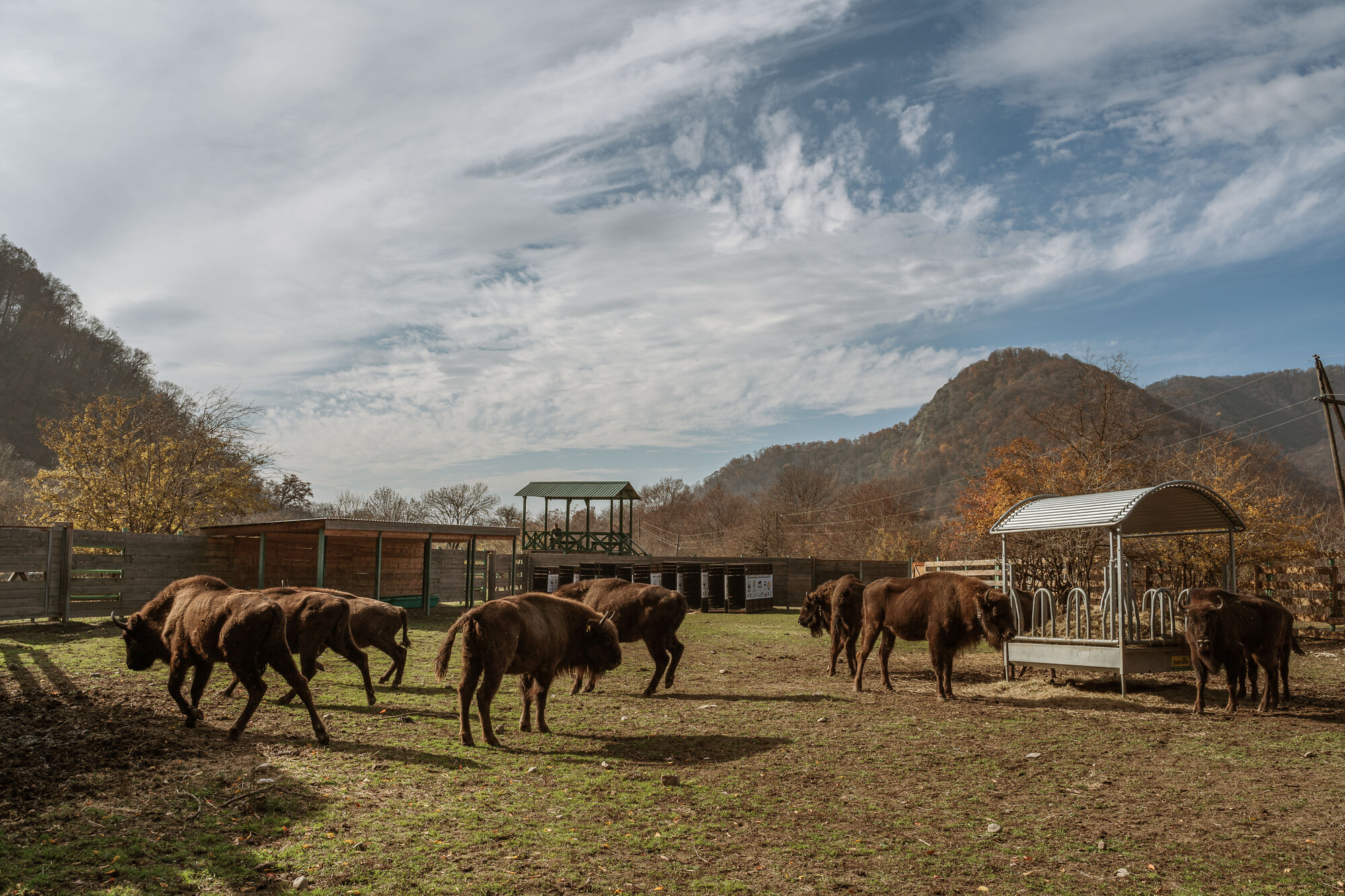 A century of bison rescue – Zoo Berlin