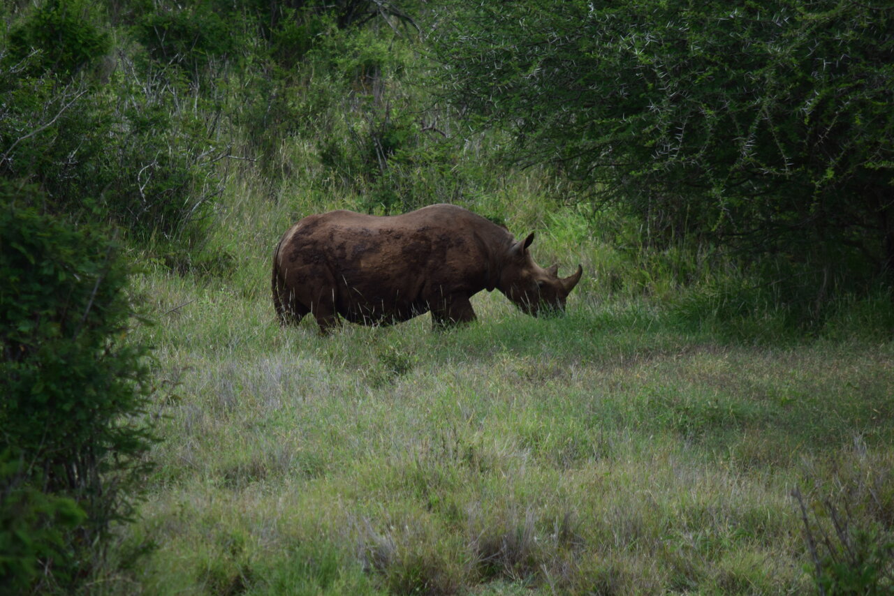 black eastern rhino