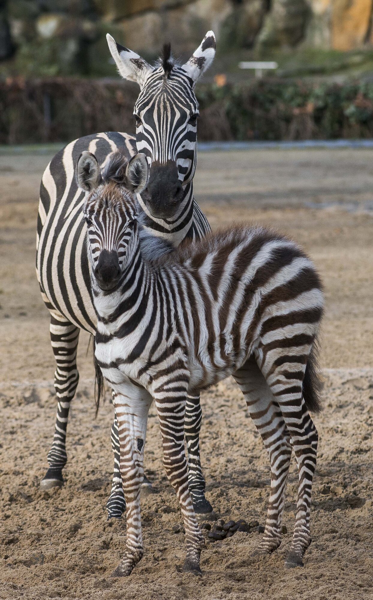 Nachwuchs bei den Böhm-Zebras im Zoo Berlin – Zoo Berlin