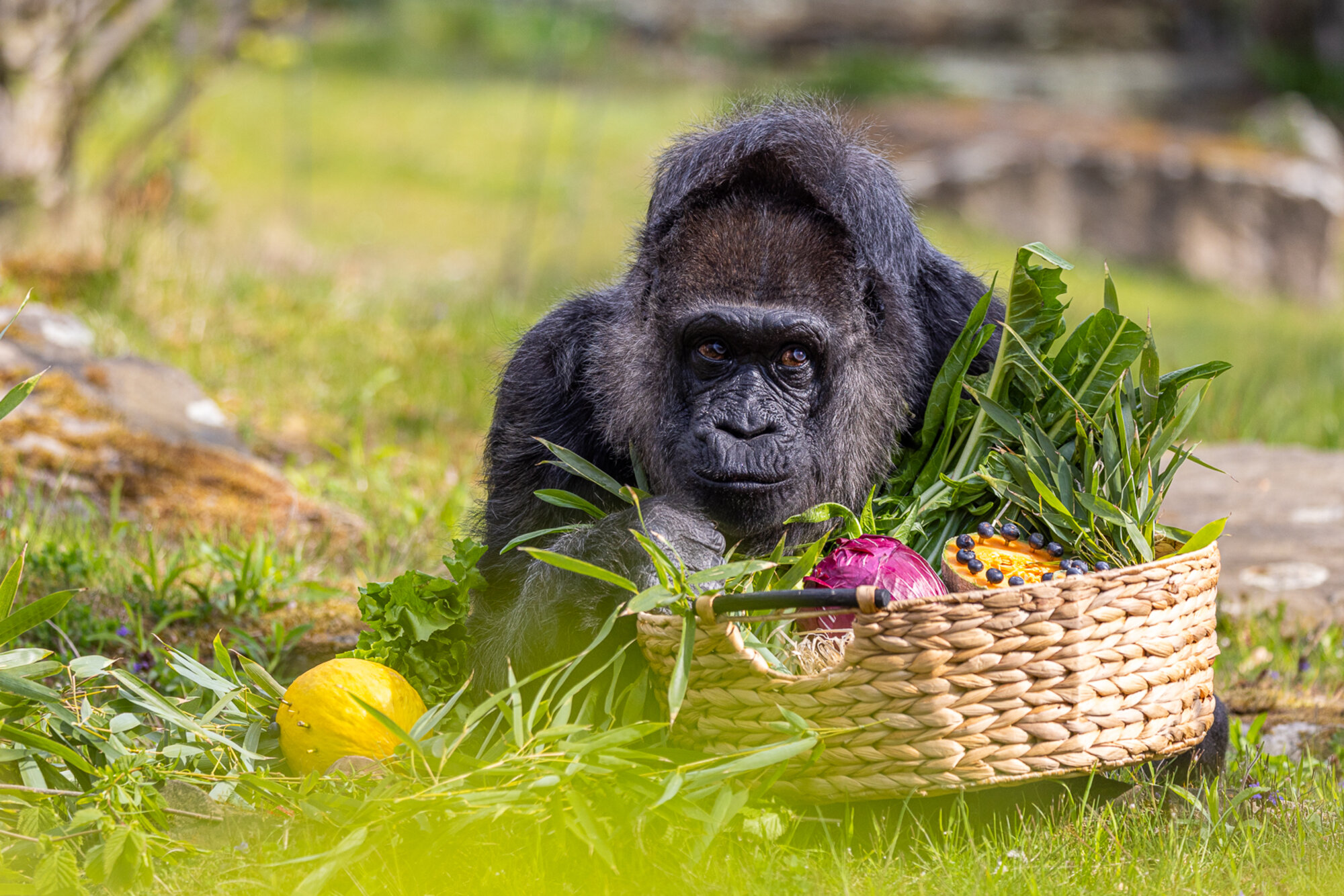 Weltrekord für Fatou! – Zoo Berlin