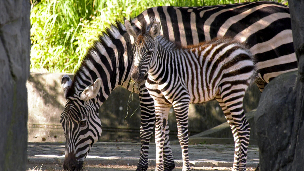 Nachwuchs bei den Böhm-Zebras – Zoo Berlin
