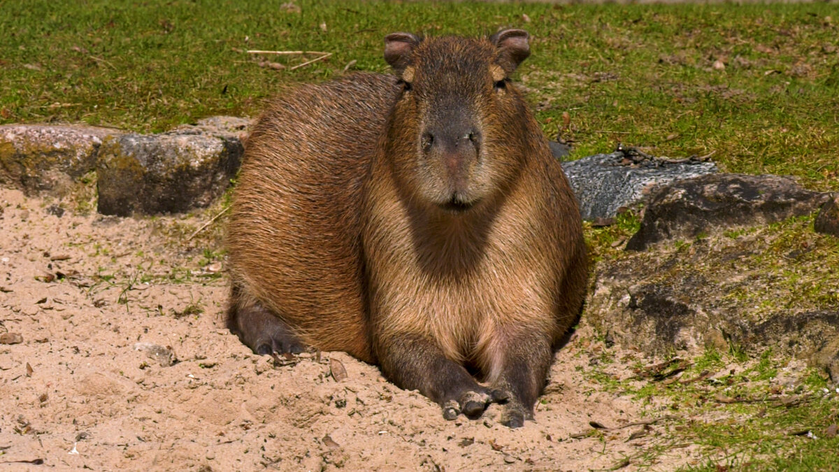 Capybaras genießen die Frühjahrssonne – Zoo Berlin