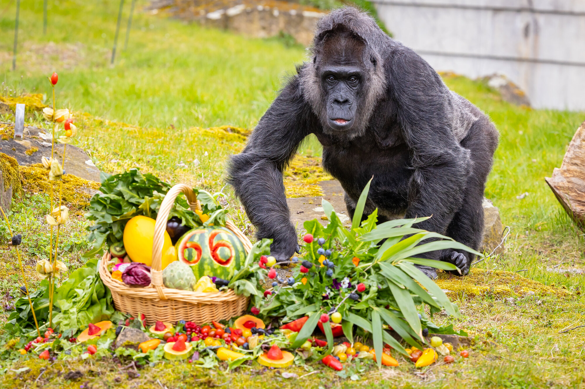 The world’s oldest gorilla turns 66! – Zoo Berlin