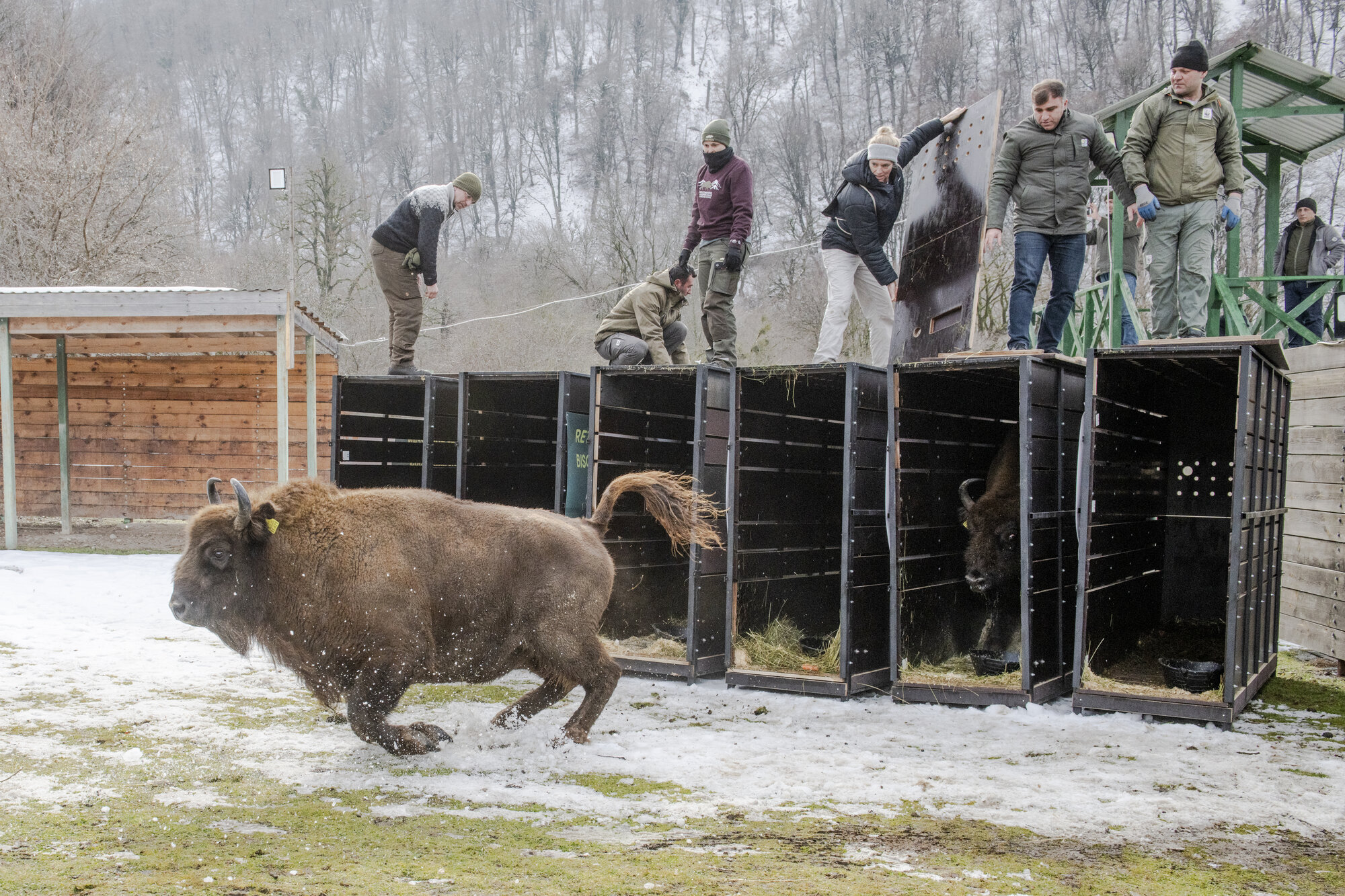 European Bison on a Major Journey – Zoo Berlin