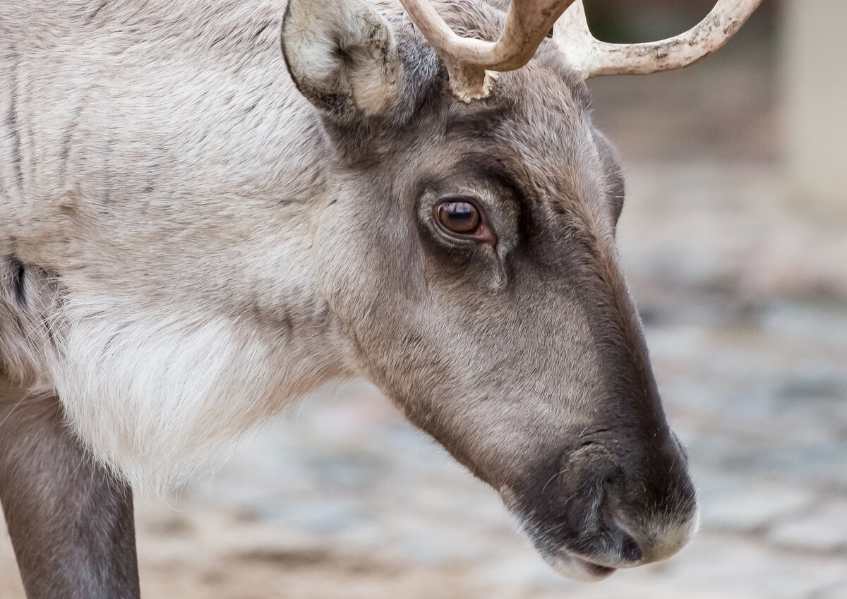 Caribou Eyes