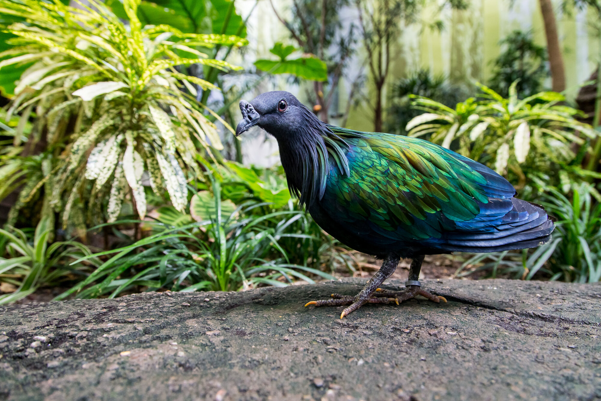 Die Vögel zwitschern es von den Dächern – Zoo Berlin