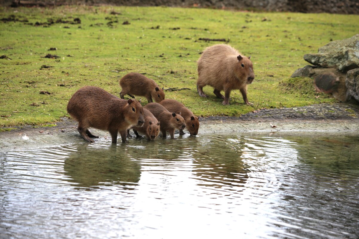 Quadruple Capybara offspring – Zoo Berlin