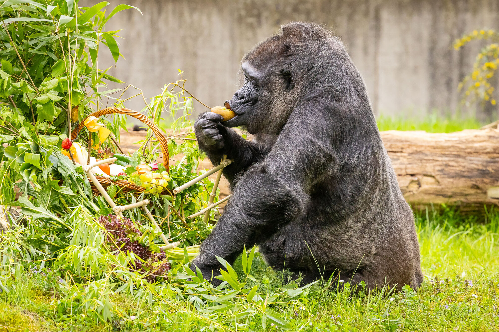 Ein Hoch auf Fatou! – Zoo Berlin