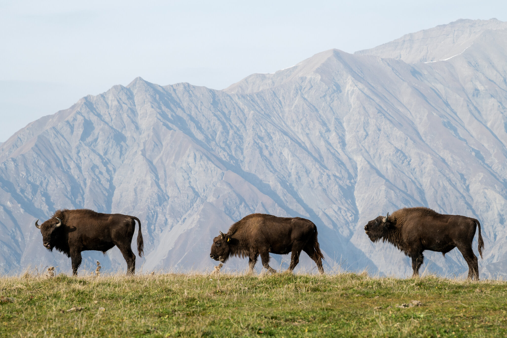 Hand in hand for the return of the bison – Zoo Berlin