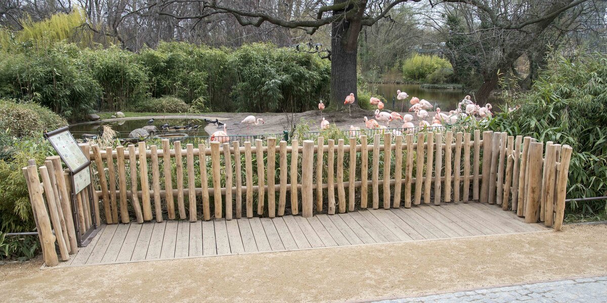 Neuer Besuchereinblick bei den Flamingos – Zoo Berlin