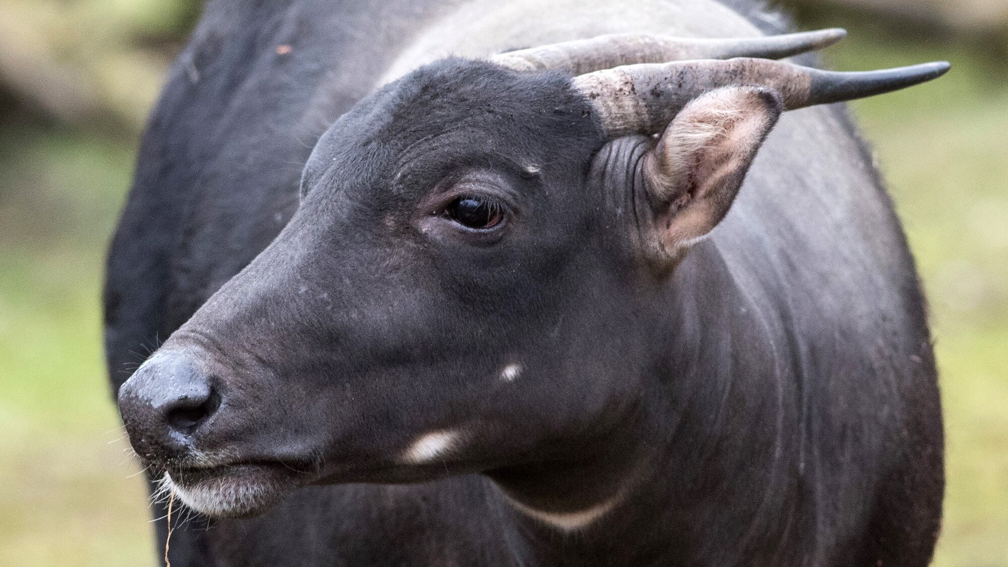 Zierliche Anoas – Zoo Berlin