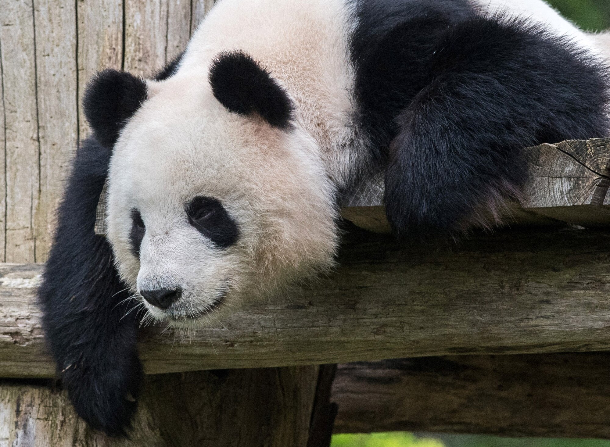 Good morning from the Panda Garden – Zoo Berlin