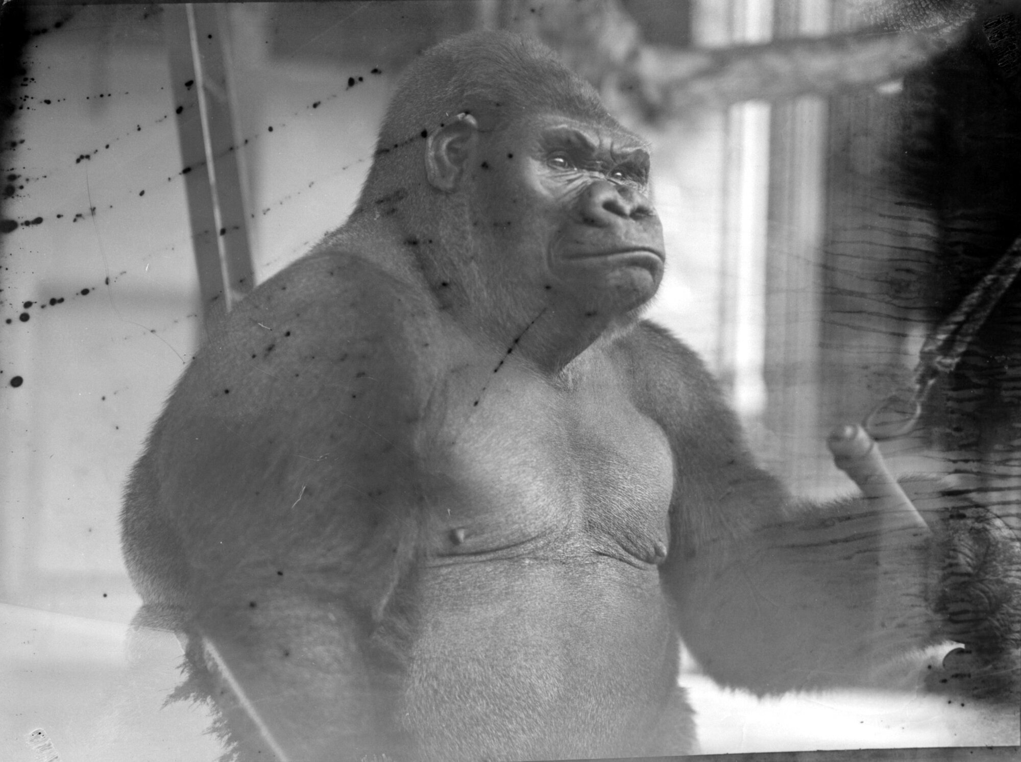 180 years of Zoo Berlin: Bobby – Zoo Berlin