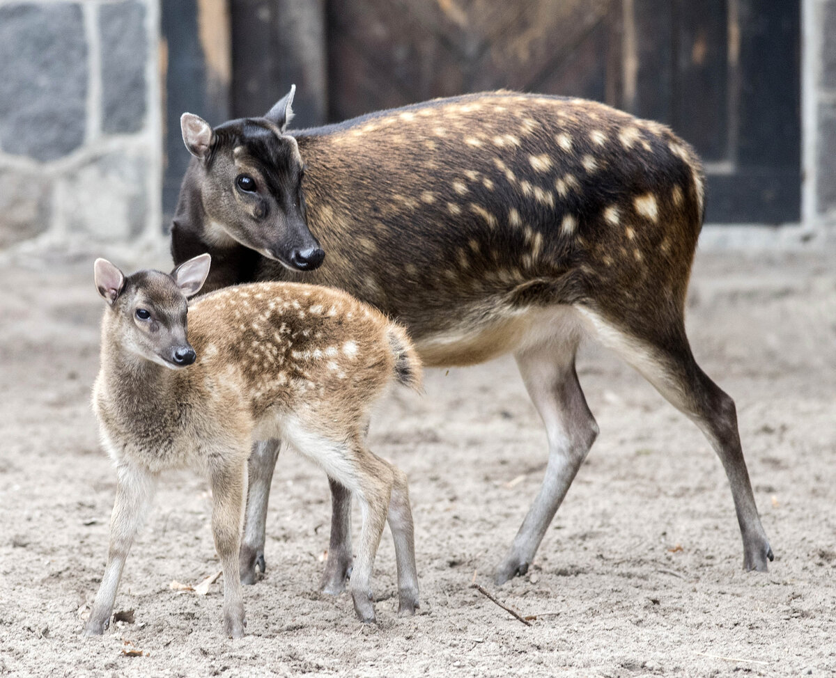 Nachwuchs bei den seltensten Hirschen der Welt – Zoo Berlin