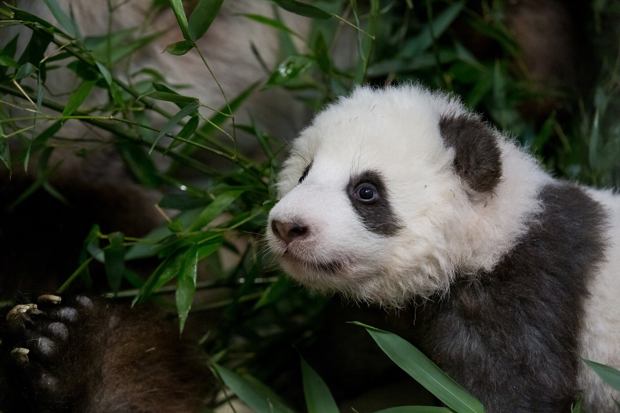 Attention, panda fans! – Zoo Berlin