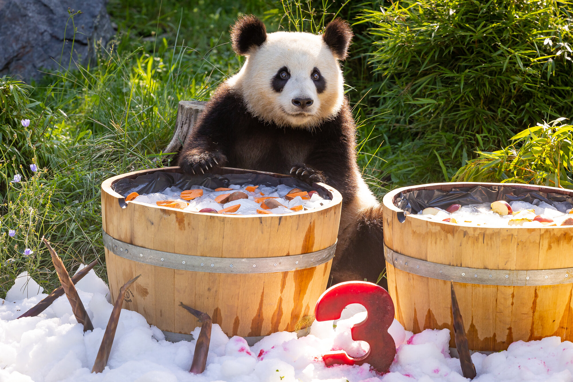 Bärenstarke Teenager – Zoo Berlin