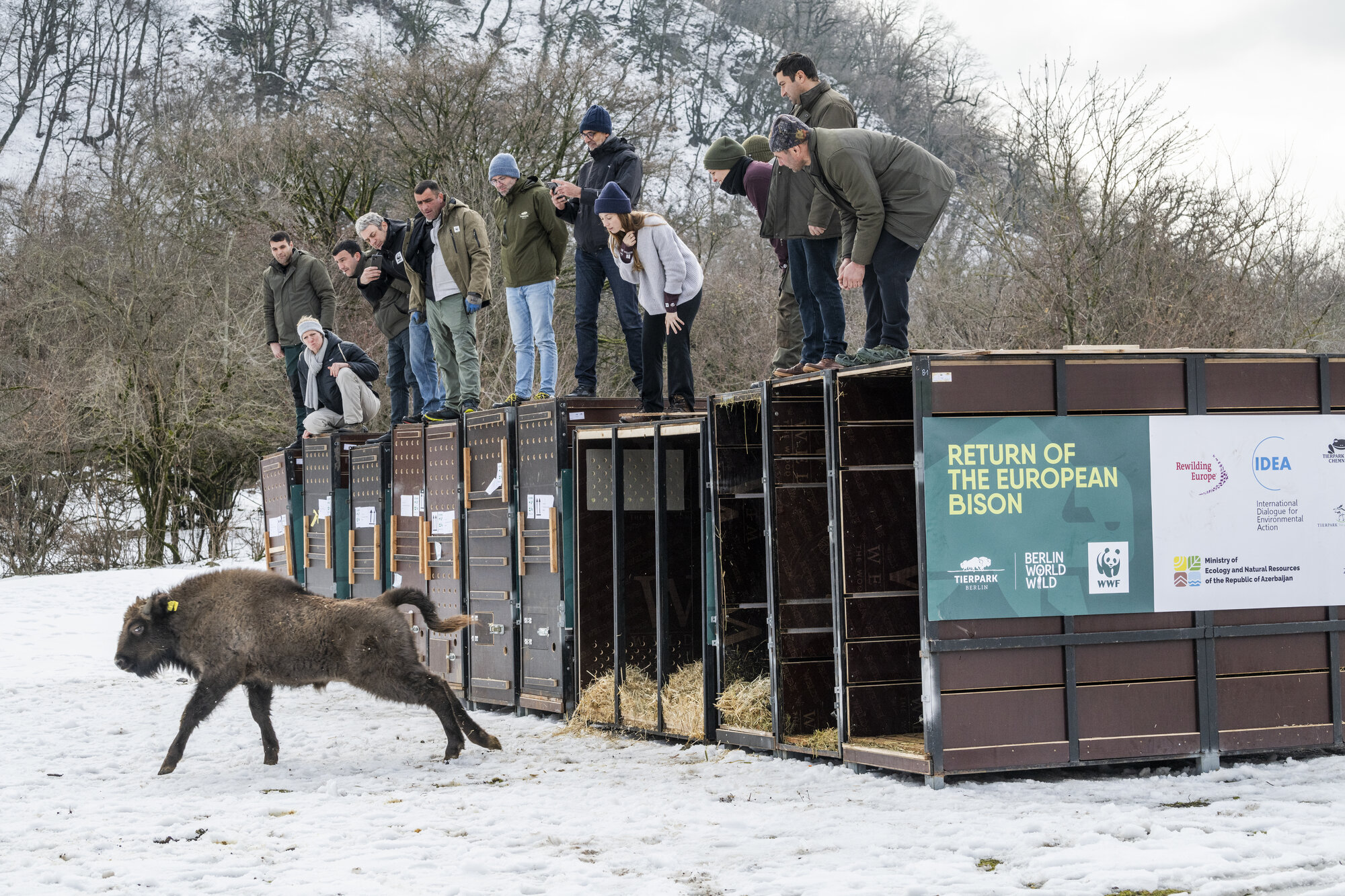 European Bison on a Major Journey – Zoo Berlin