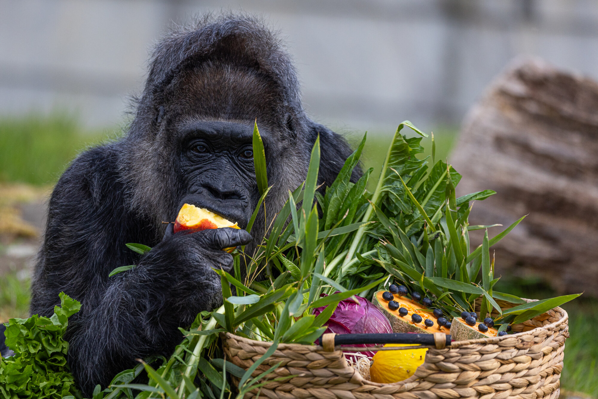 Weltrekord für Fatou! – Zoo Berlin