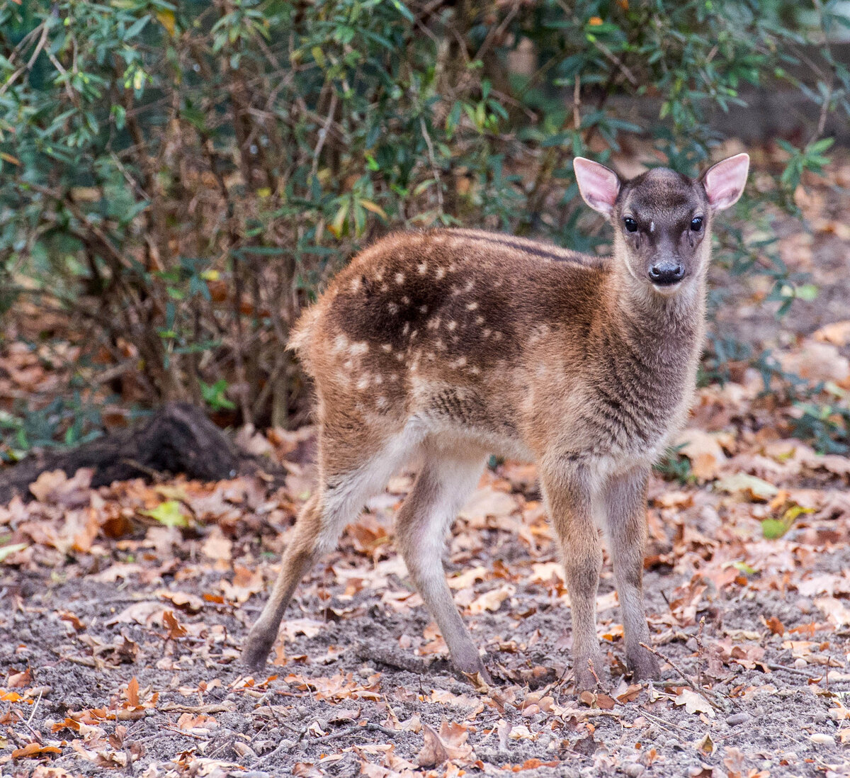 Nachwuchs bei den Prinz-Alfred-Hirschen – Zoo Berlin