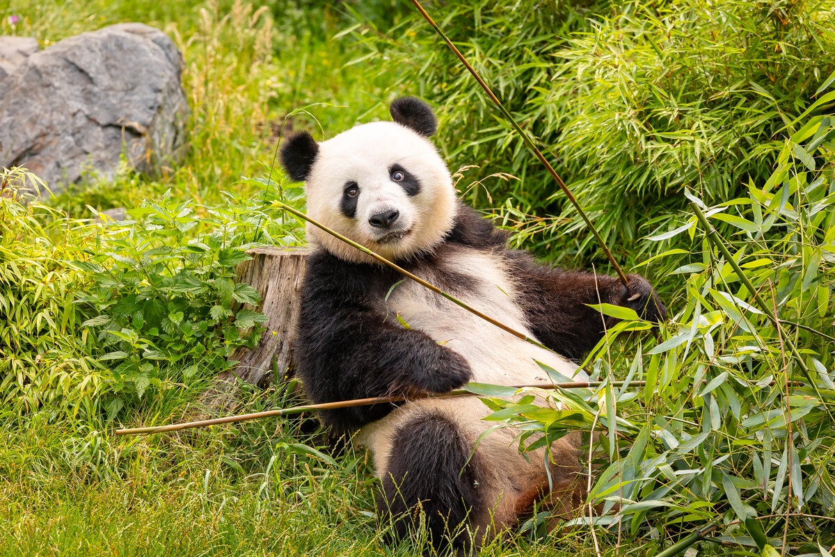 Geburtstags-Update aus dem Panda Garden – Zoo Berlin