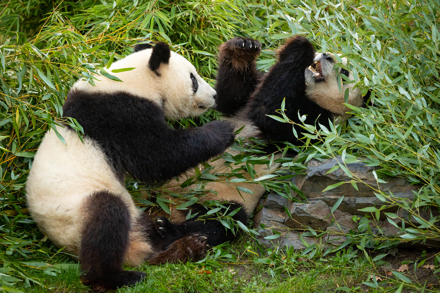 Schlemmerei bei Pit und Paule – Zoo Berlin