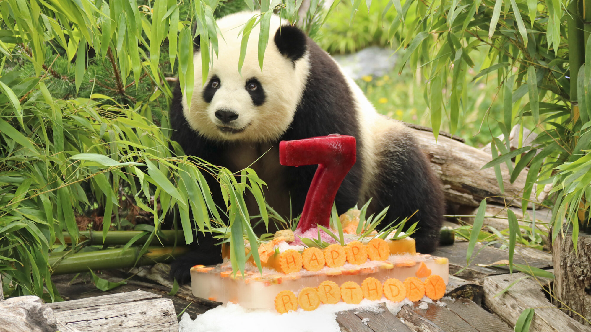 Panda Geburtstagskuchen Panda Torte In Bären Form Online Bestellen!
