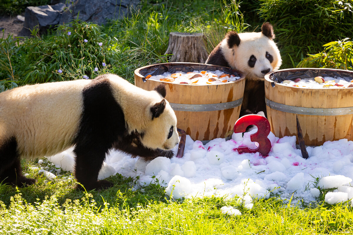 Pit and Paule – three going on thirteen! – Zoo Berlin