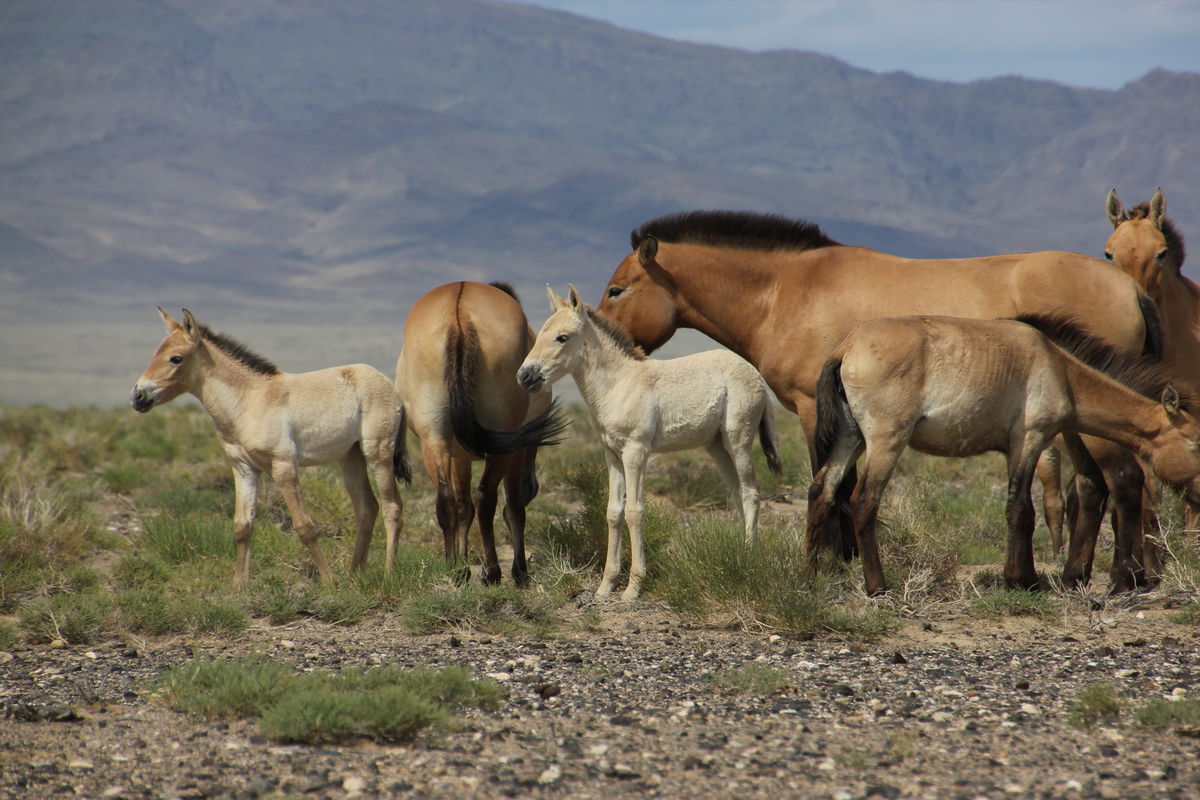 Die Rückkehr der Wildpferde – Zoo Berlin