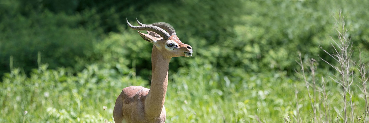 Baby Gerenuk